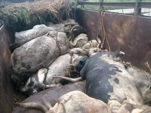 27 Dead Cows Smuggled Into Rivers State From The North - PUO REPORTS